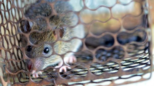 How to Spot a Rat Infestation in Your Home—and What to Do About It