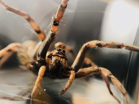 Spider Infestation: Spot and Treat Spiders in Your San Jose Home