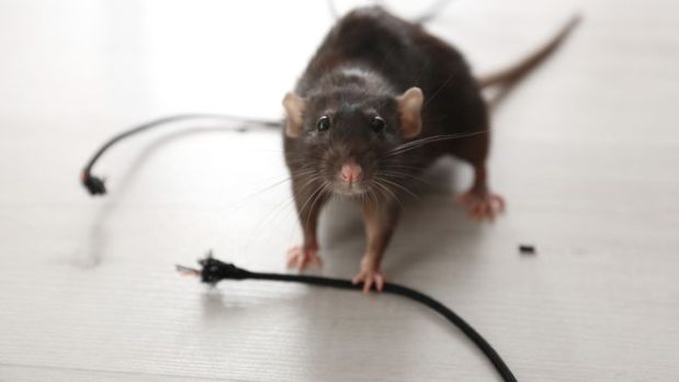 Mice Infestation and Treatment: The Problems and Solutions