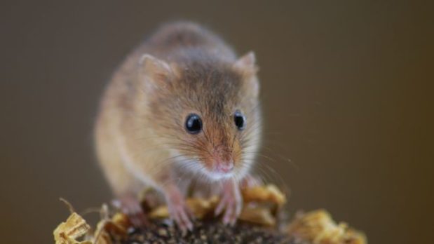 Mice Infestation and Treatment: The Problems and Solutions